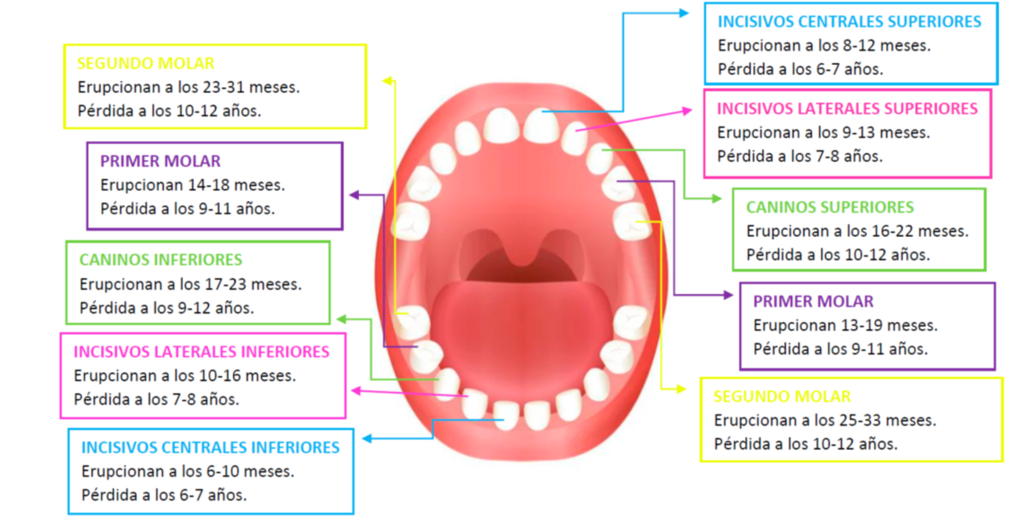 Dientes De Leche Esquema , Dientes: esquema dental en bebés • Mamás y ...